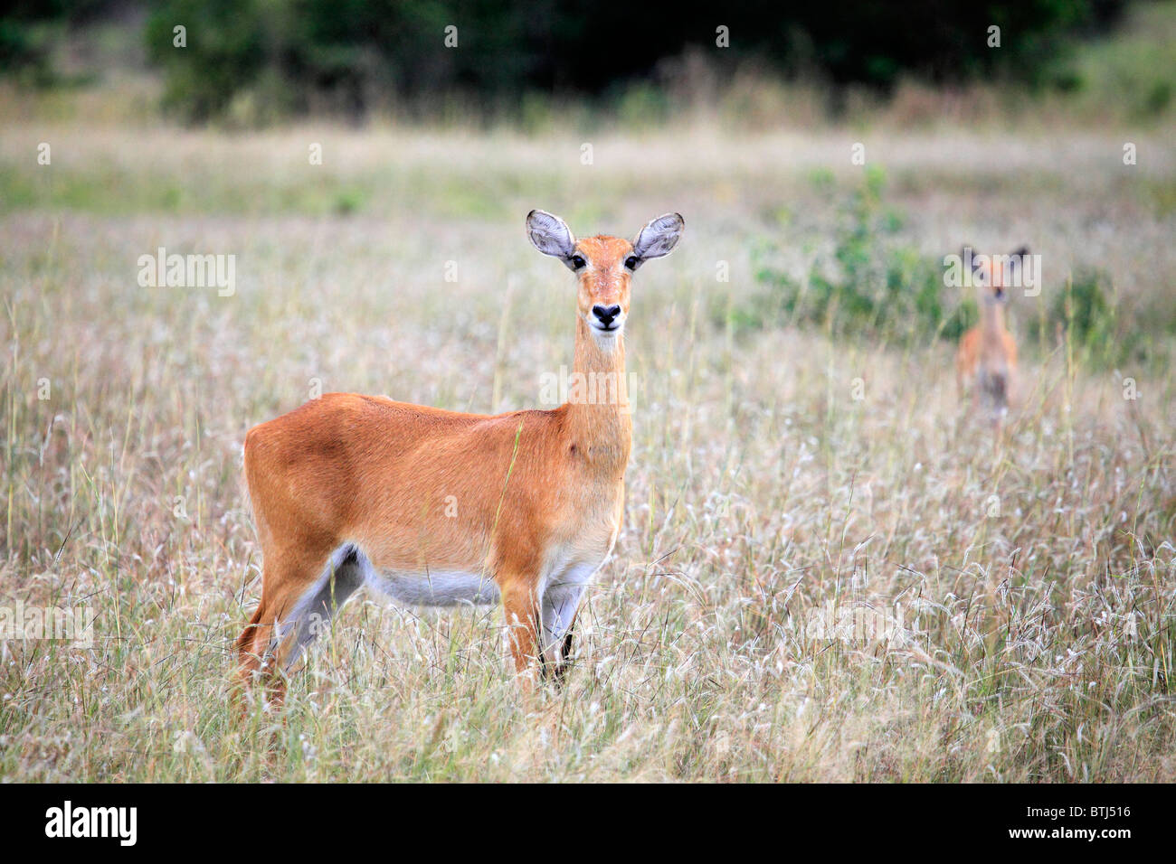 Kob hi-res stock photography and images - Alamy
