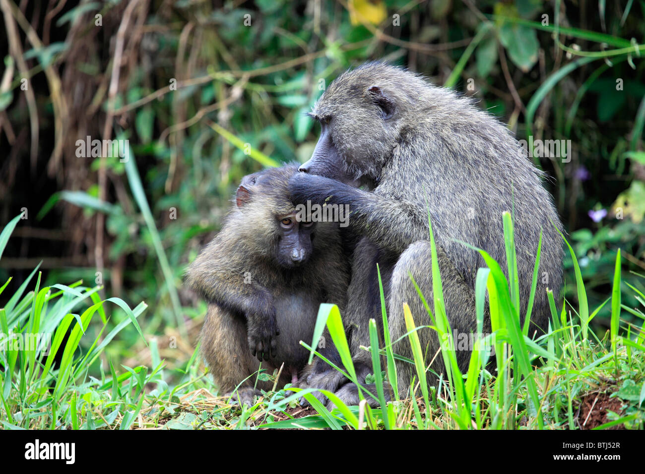 Olive Baboon (Papio anubis), Kibale forest, Uganda, East Africa Stock ...