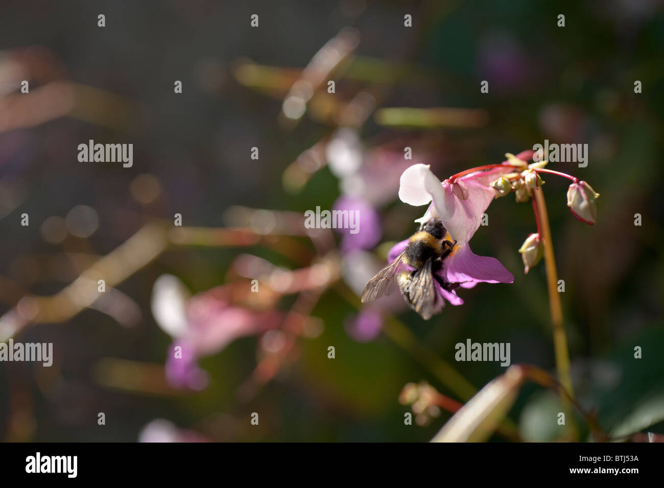 A bee gathering pollen from a Himalayan Balsam flower on a sunny day ...
