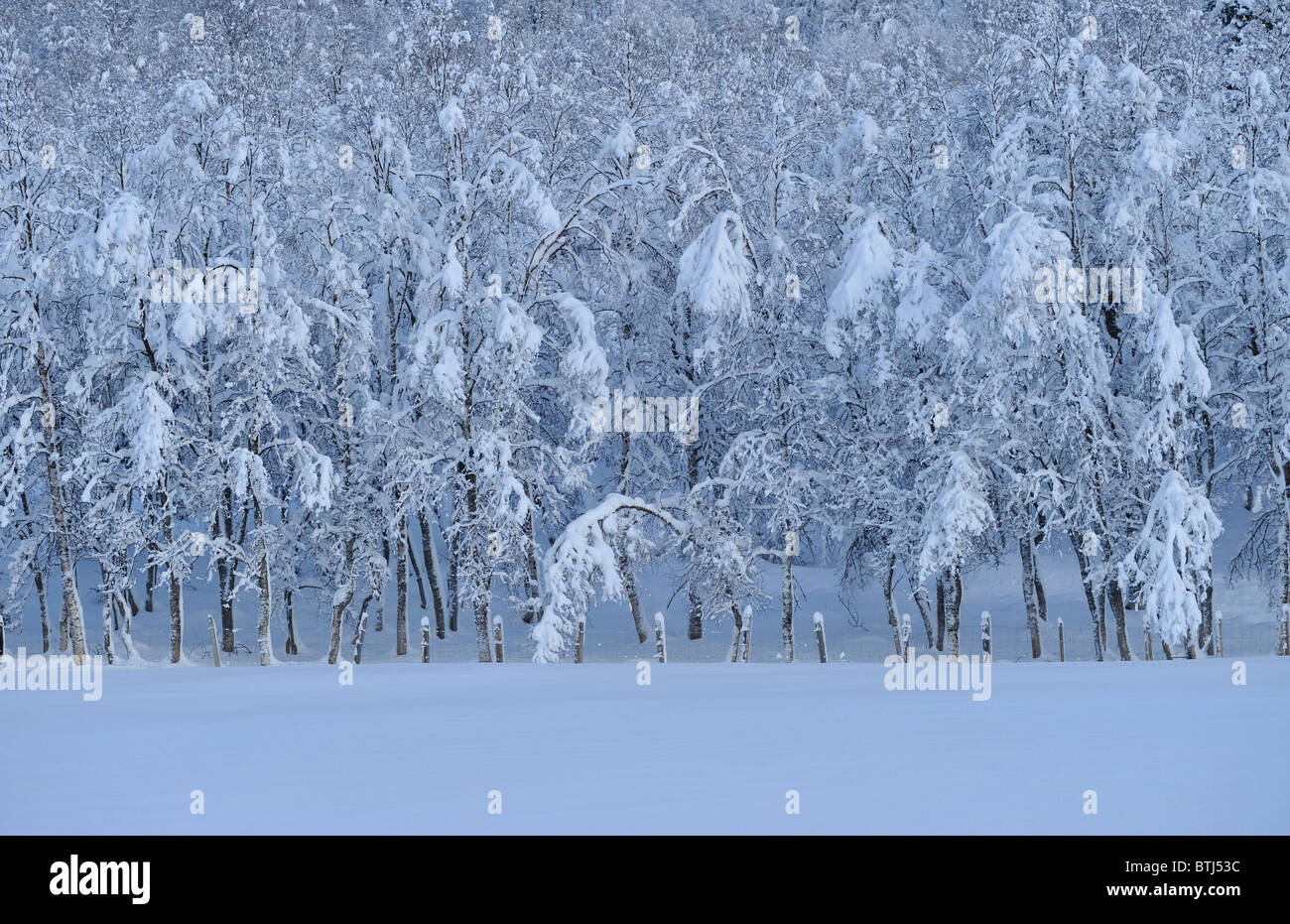 Deep, heavy snow on trees in forest Stock Photo - Alamy