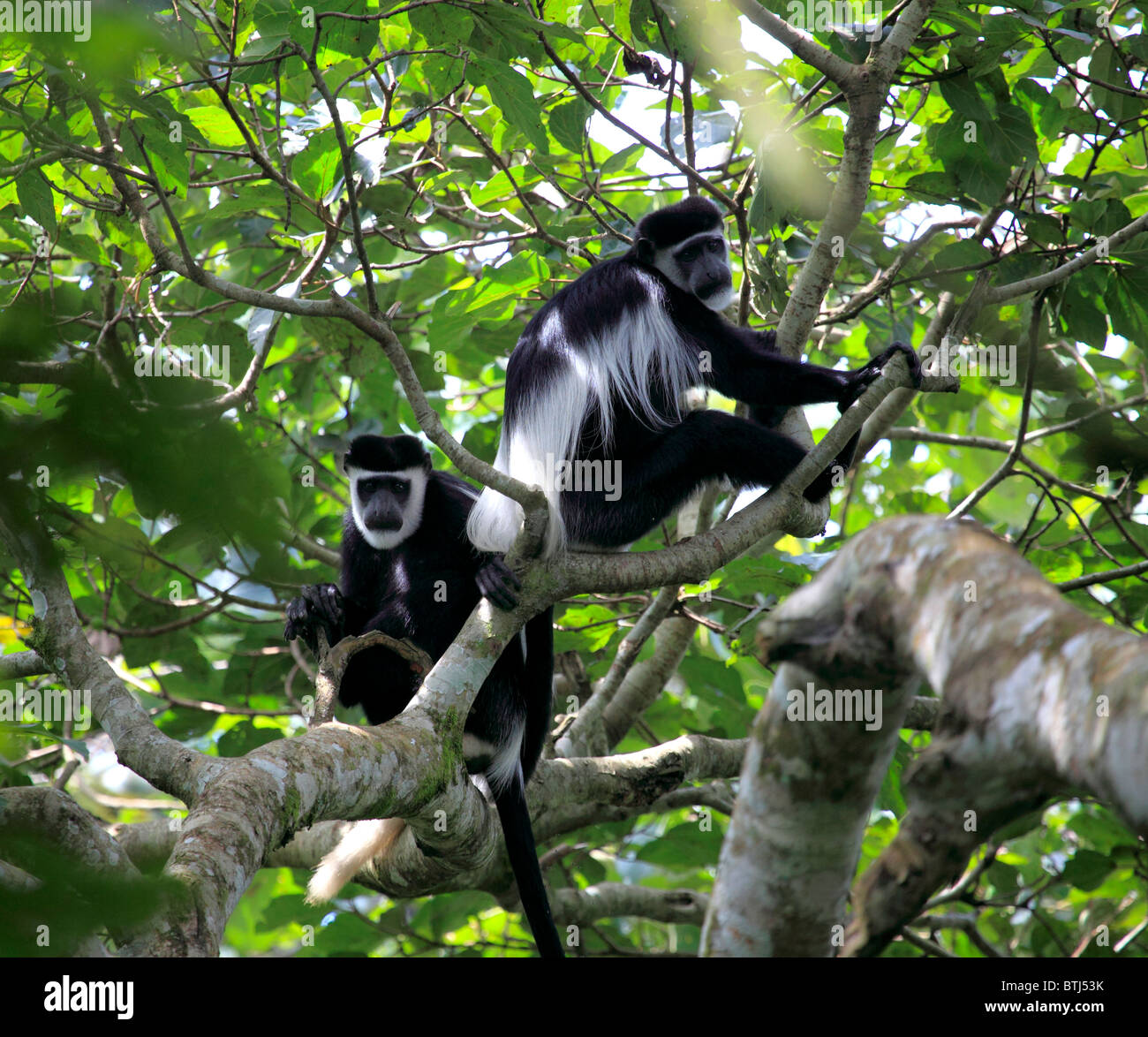 Western Black and white Colobus Monkey (Colobus polykomos), Uganda ...