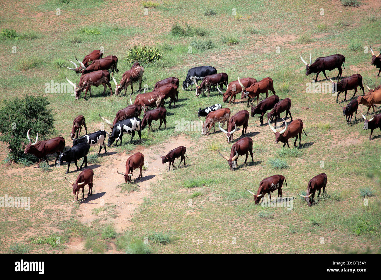 Uganda cattle hi-res stock photography and images - Alamy