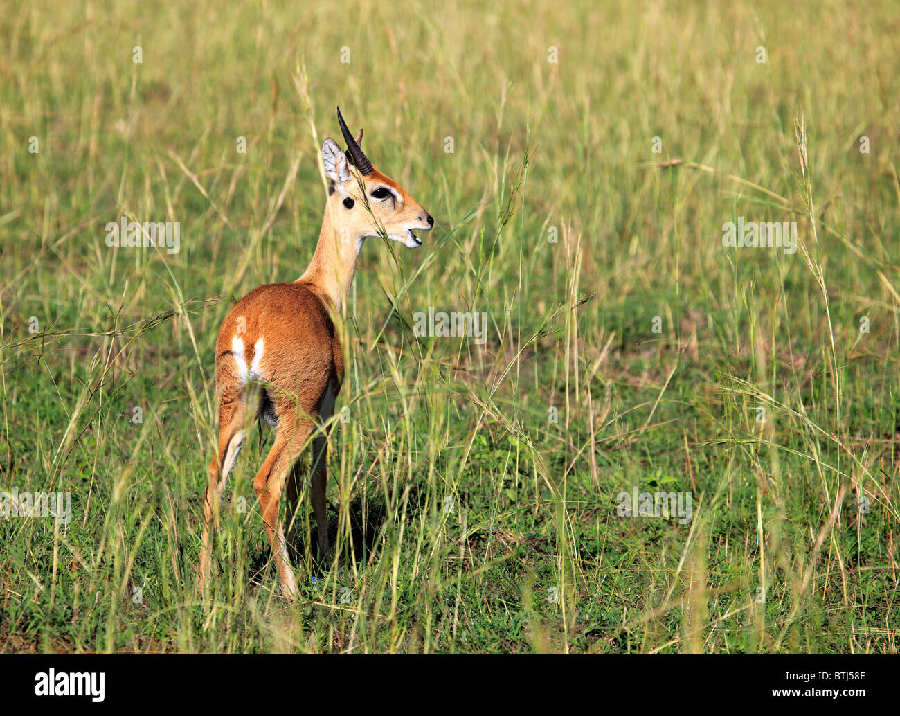 Kob (Kobus kob), Murchison Falls national park, Uganda, East Africa ...