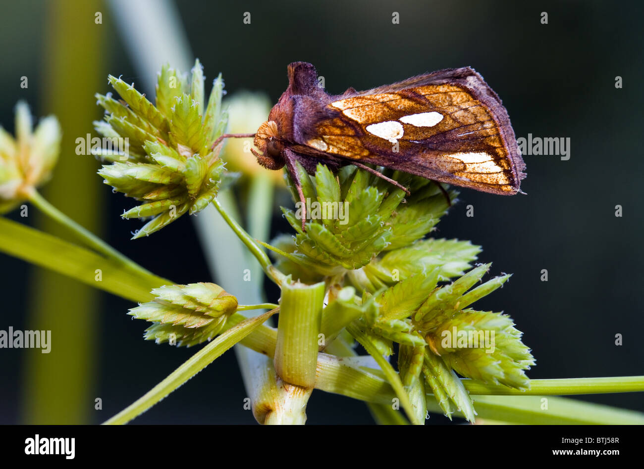 gold spot moth(plusia festucae Stock Photo - Alamy