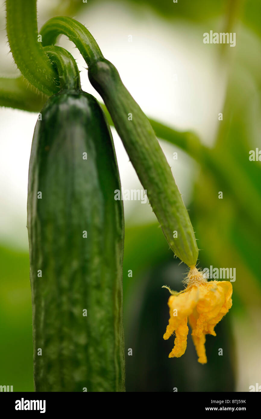 Cucumbers hanging from a vine in a greenhouse in Tromso, North Norway ...