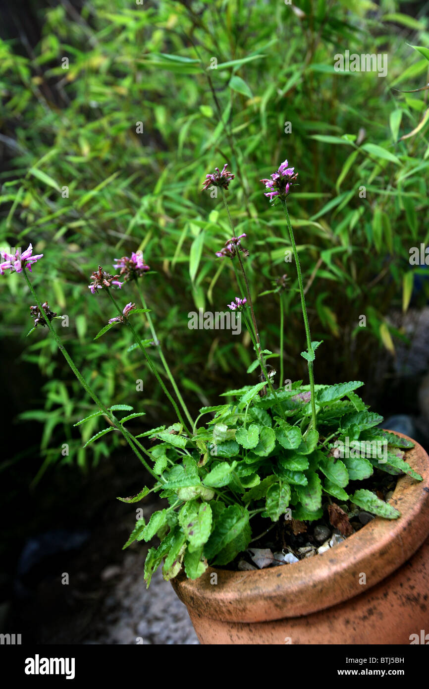 Potted Alpine and Bamboo Fargesia murieliae 'Simba' Stock Photo - Alamy
