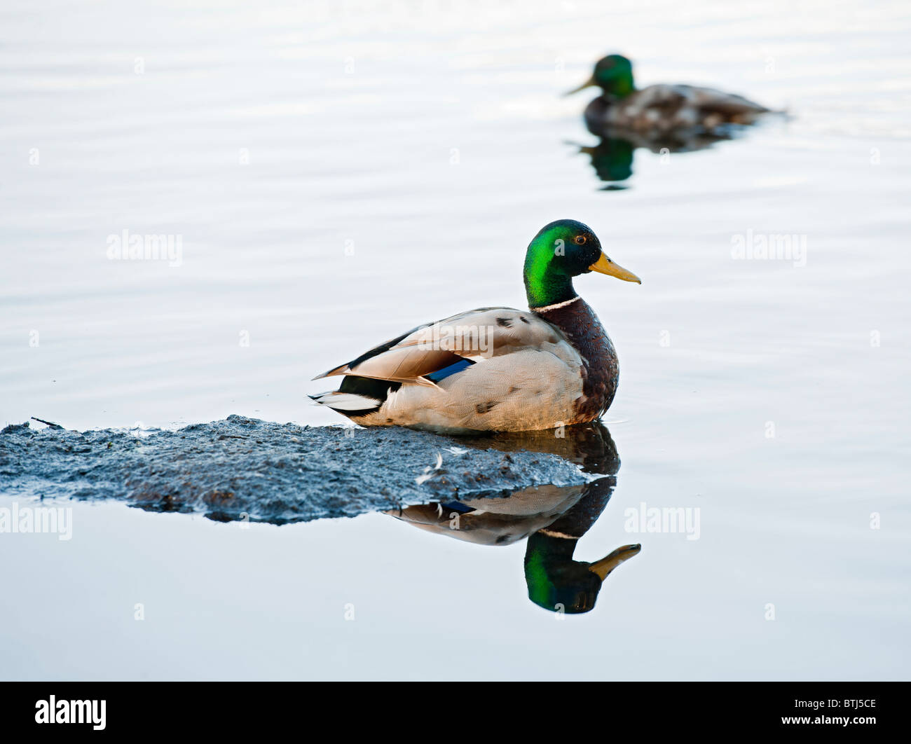 Mallard ducks in profile. Tromso, North Norway Stock Photo - Alamy