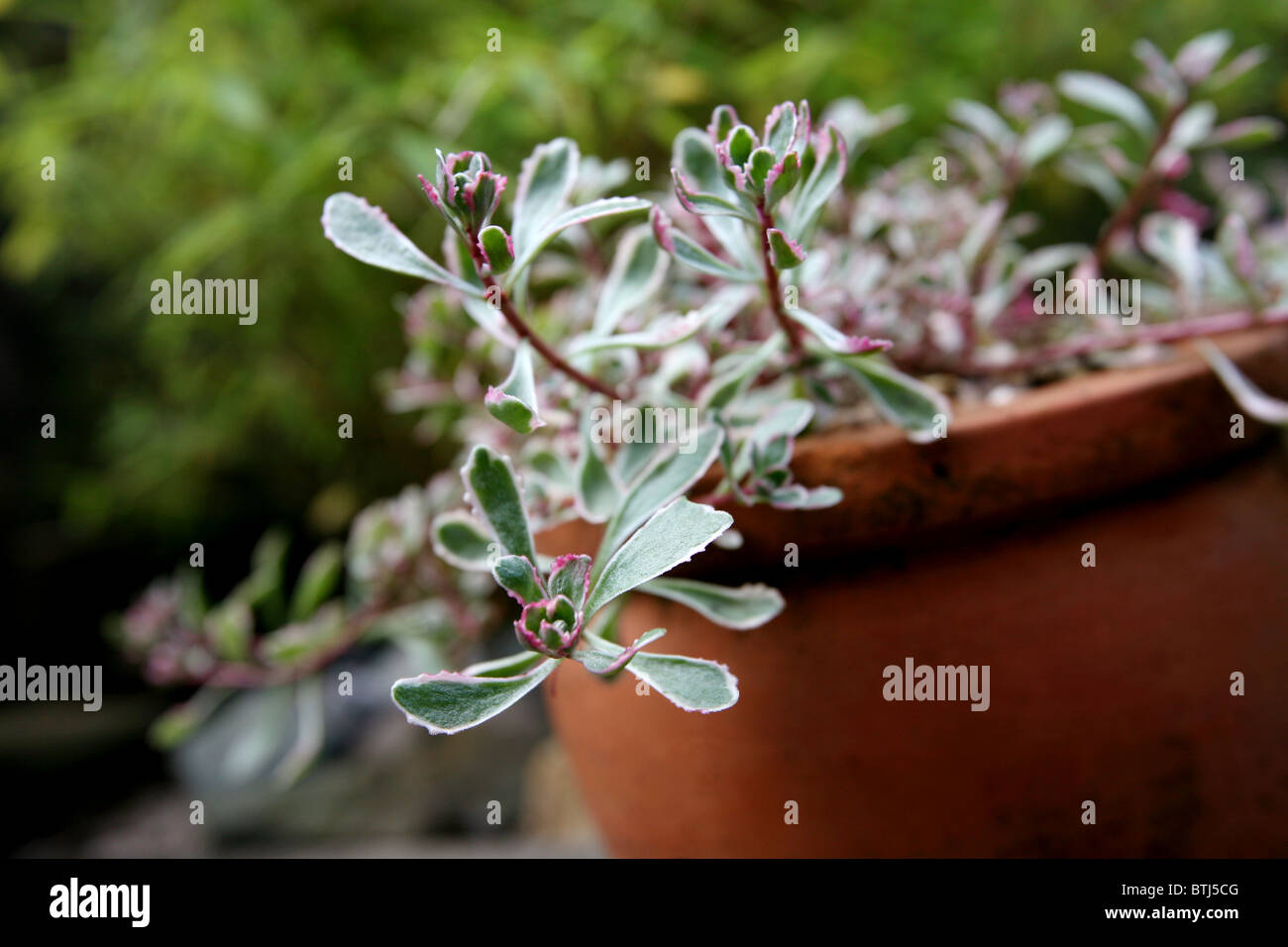 Alpine Sedum in a terracotta pot Stock Photo - Alamy