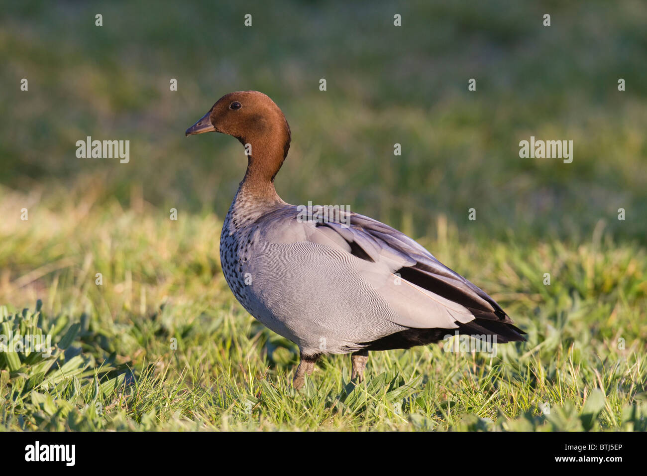 Maned duck hi-res stock photography and images - Alamy