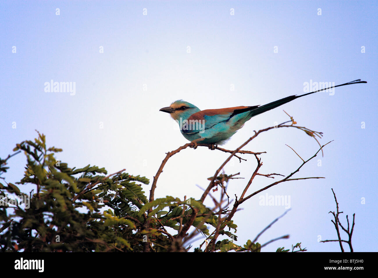 Abyssinian Roller, (Coracias abyssinica), Kidepo national park, Uganda ...