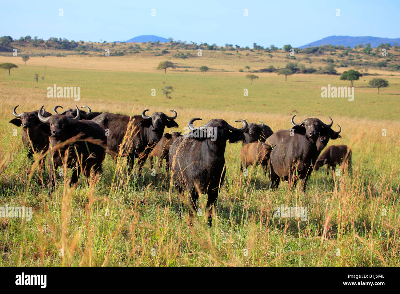 African Buffalo, Affalo, Cape Buffalo (Syncerus caffer), Kidepo ...