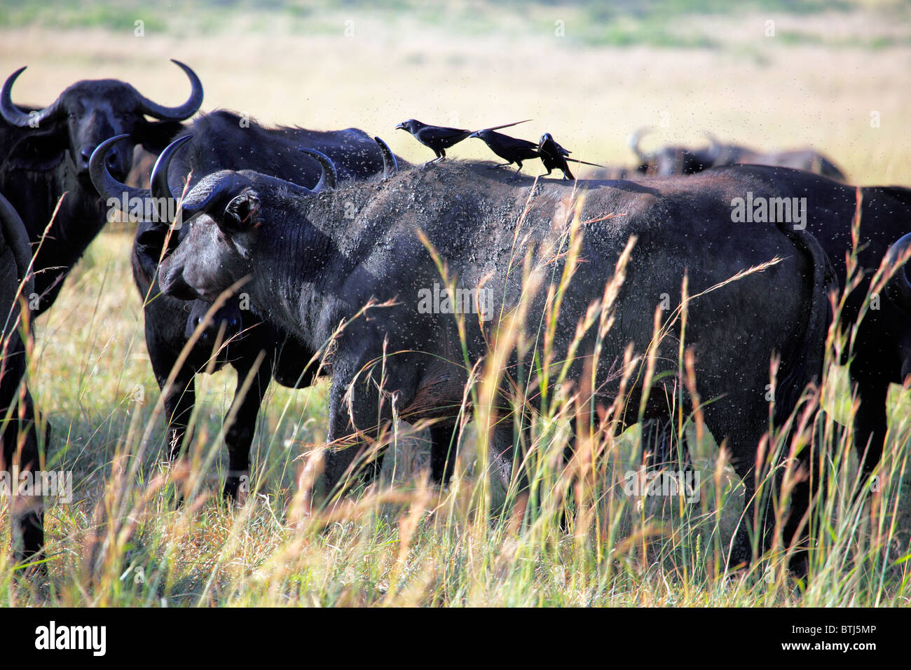 African Buffalo, Affalo, Cape Buffalo (Syncerus caffer), Kidepo ...