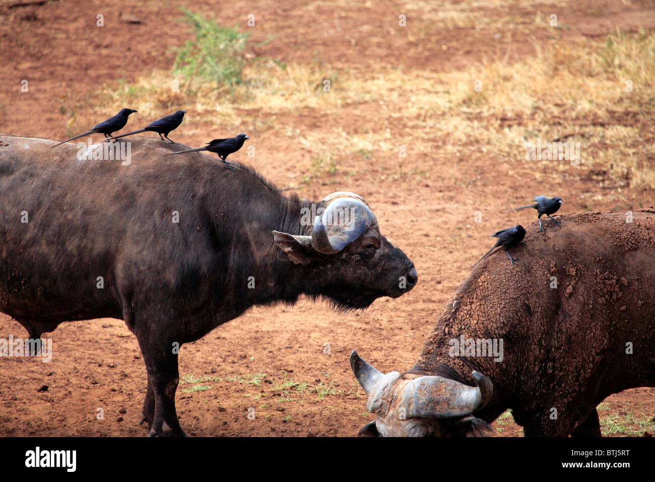 African Buffalo, Affalo, Cape Buffalo (Syncerus caffer), Kidepo ...