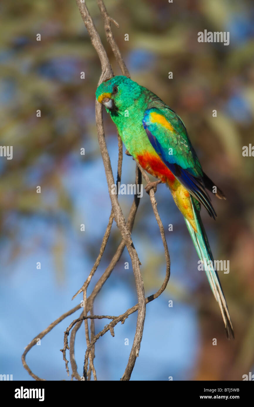 Mulga parrot hi-res stock photography and images - Alamy