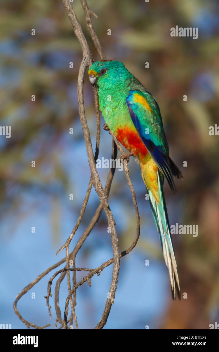 Mulga parrot hi-res stock photography and images - Alamy