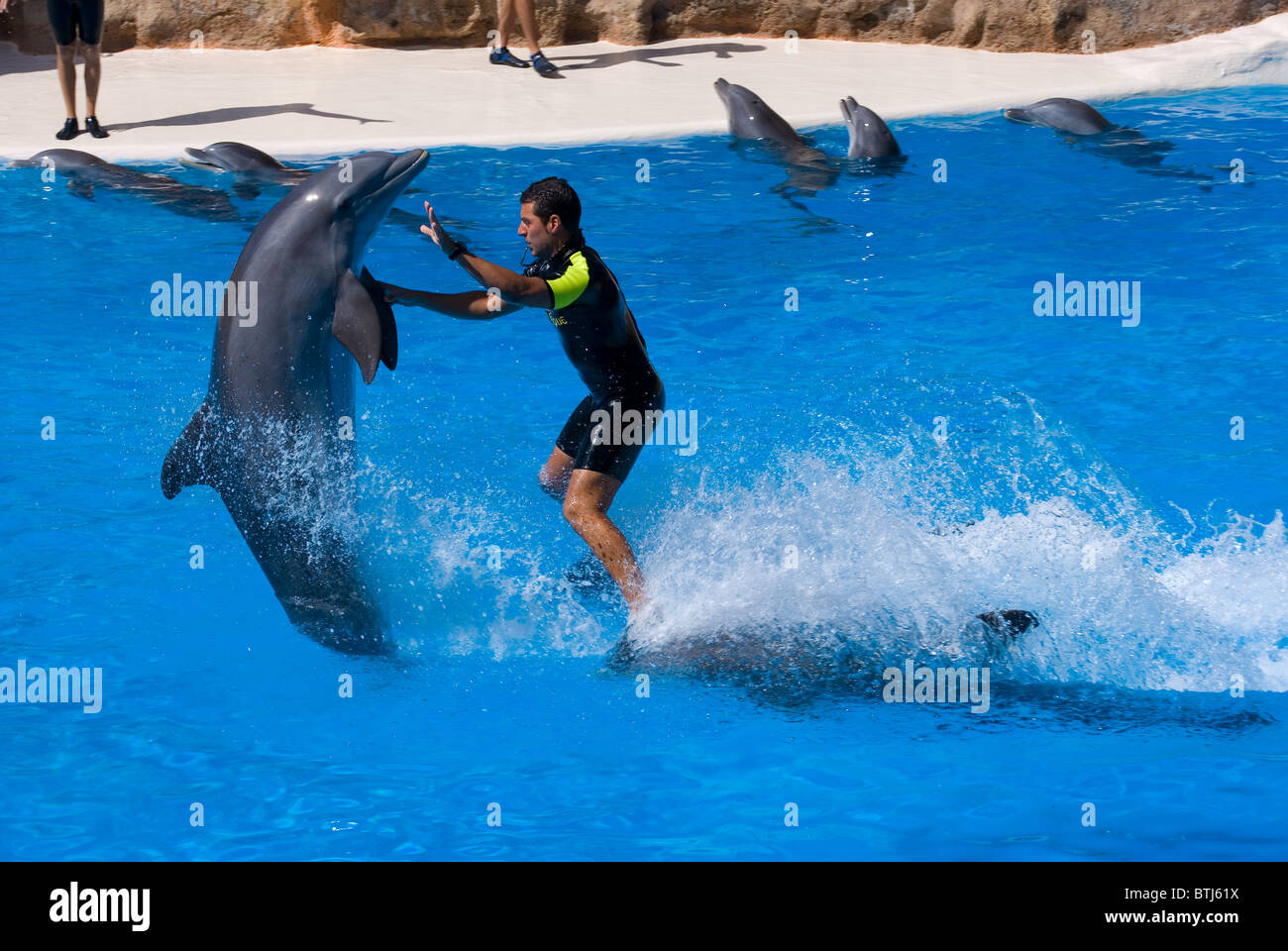 Training dolphin hi-res stock photography and images - Alamy