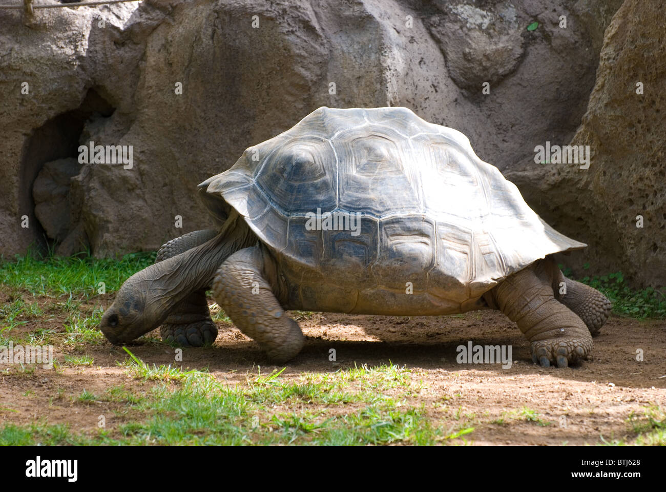 Old turtle hi-res stock photography and images - Alamy
