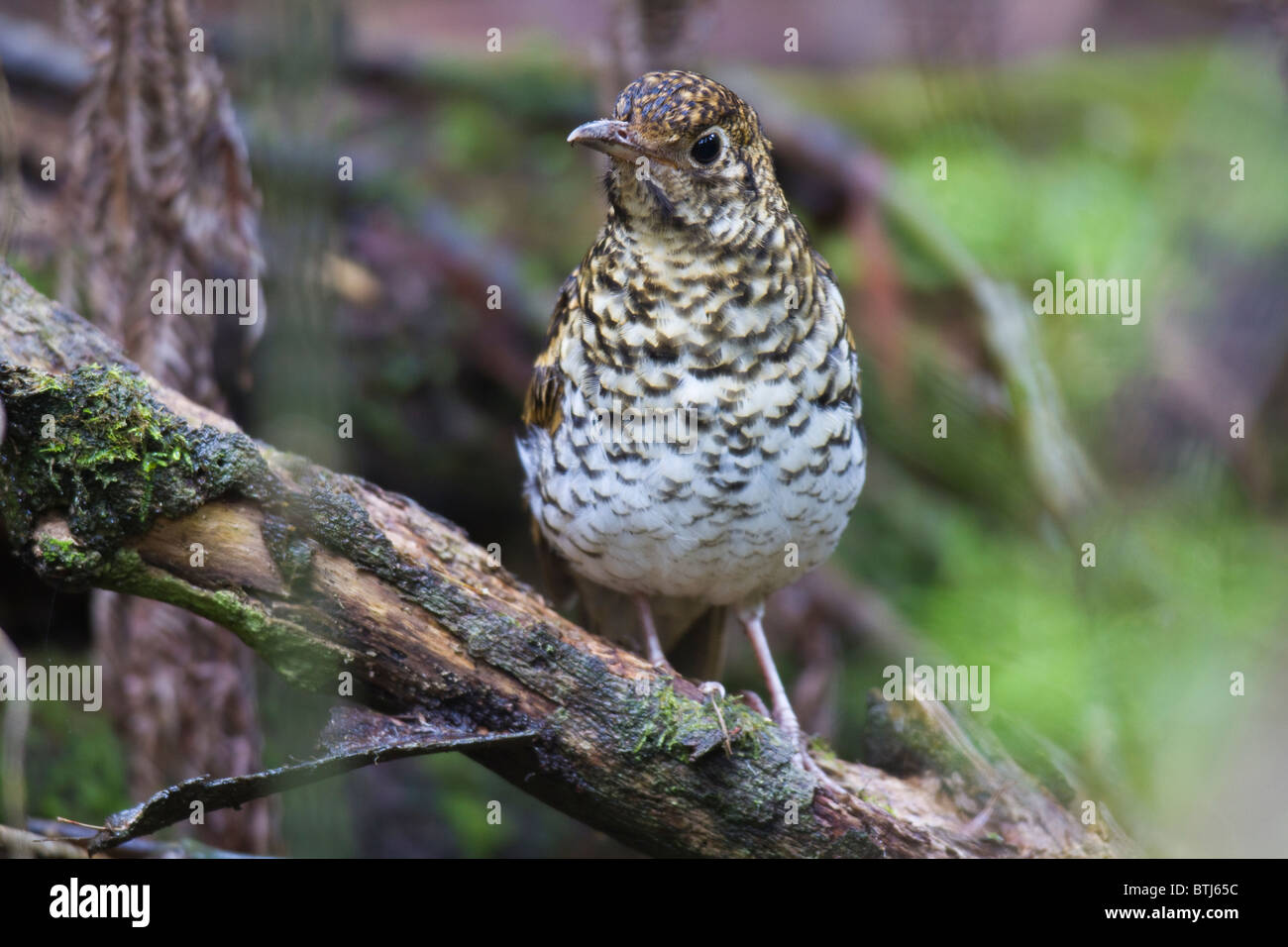 Bassian Thrush (Zoothera lunulata Stock Photo - Alamy