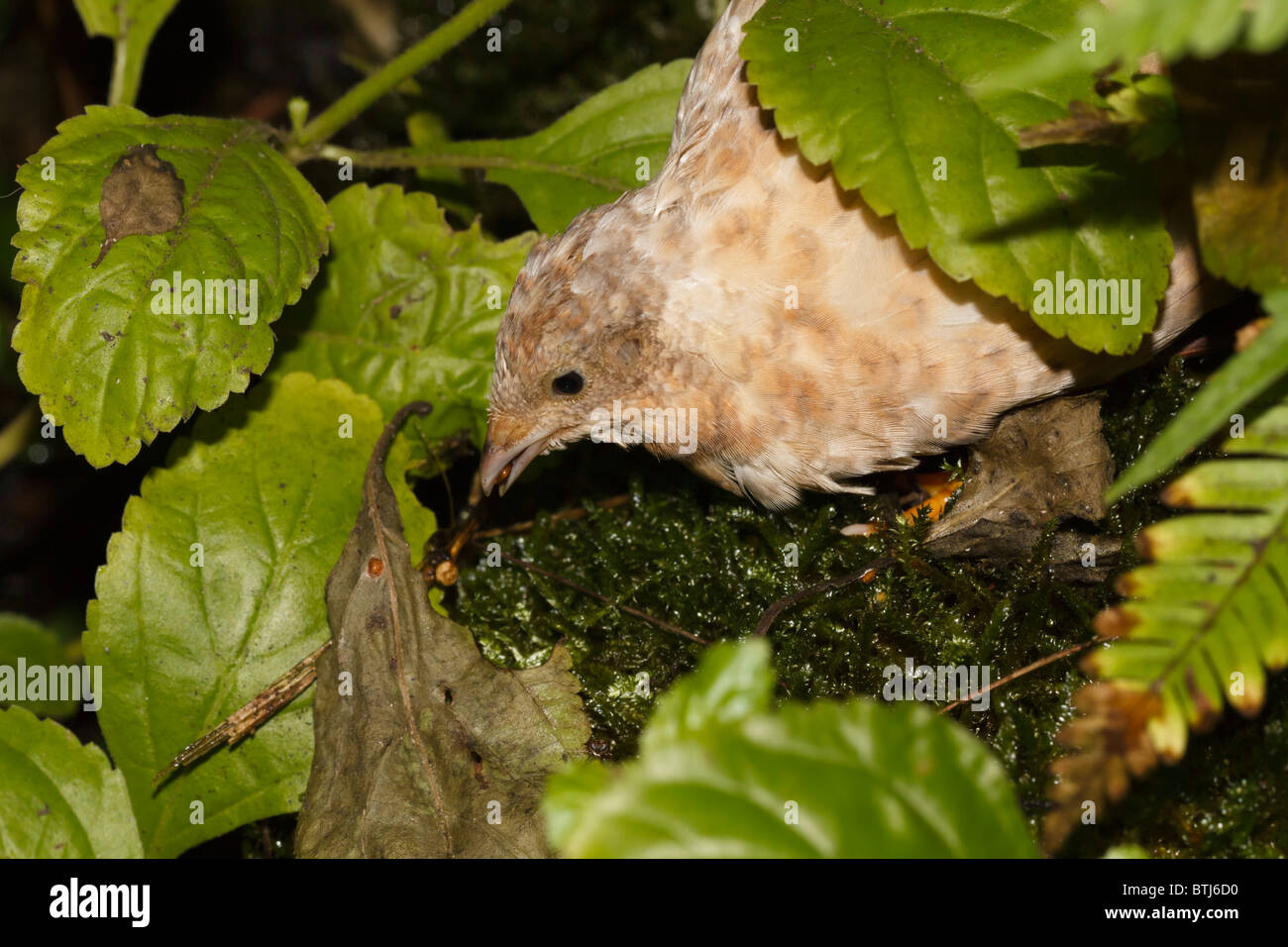 Edinburgh Butterfly World High Resolution Stock Photography and Images ...