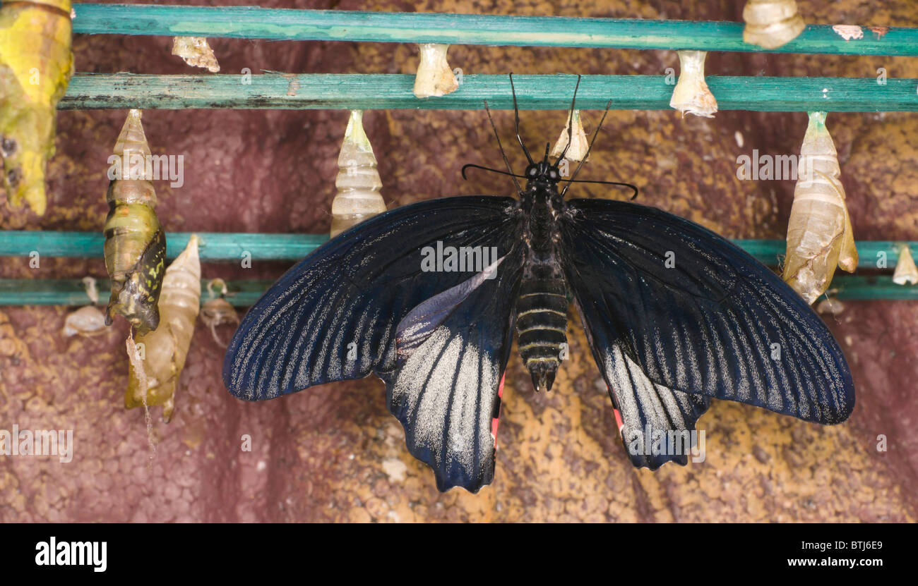 Butterfly World Gilmerton Edinburgh - emerging Swallowtail butterfly ...