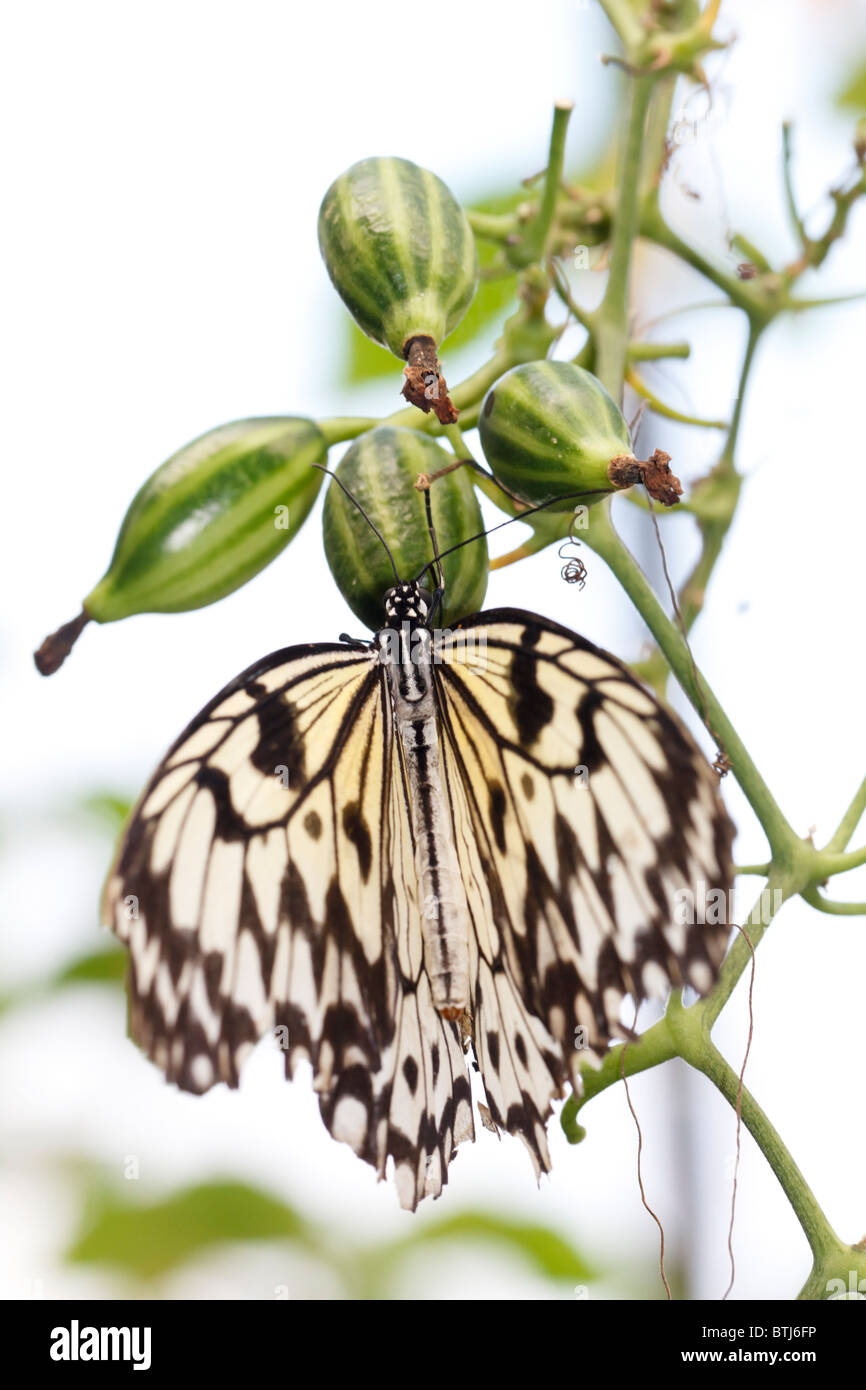 Butterfly World Gilmerton Edinburgh - Tree Nymph butterfly Stock Photo ...