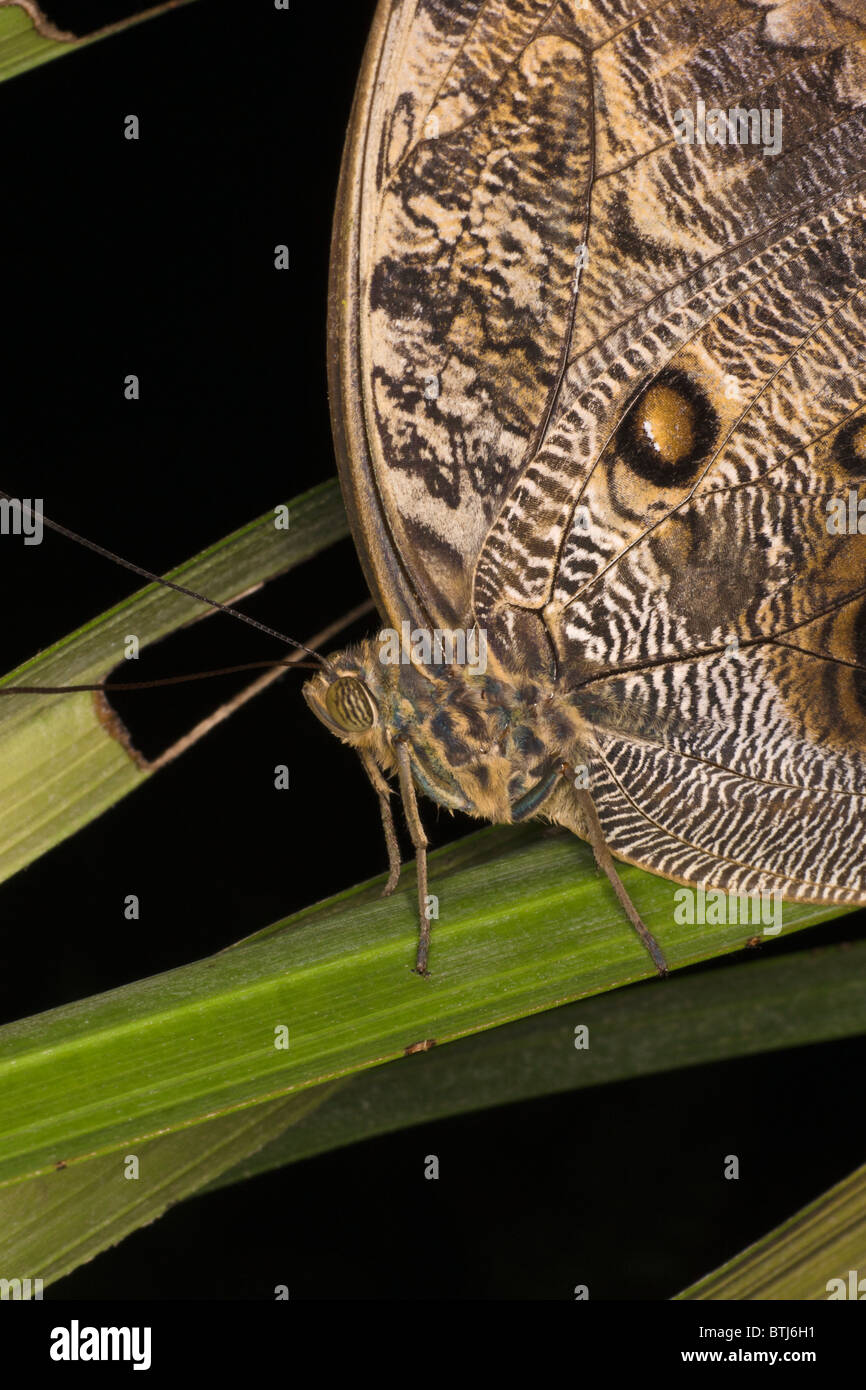 Butterfly World Gilmerton Edinburgh - Blue Morpho at rest Stock Photo ...