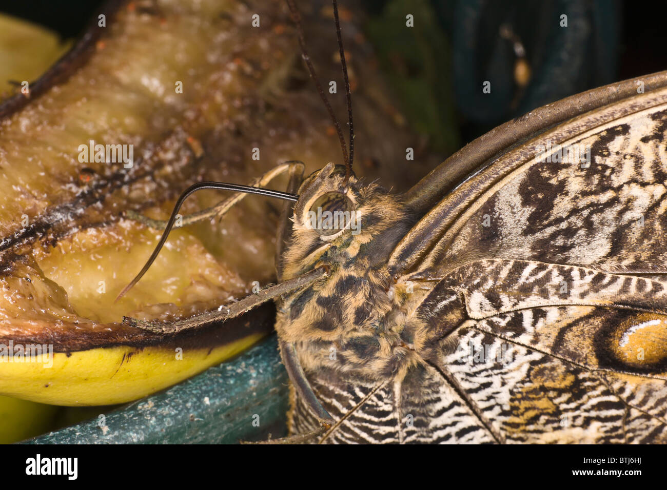 Edinburgh Butterfly World High Resolution Stock Photography and Images ...