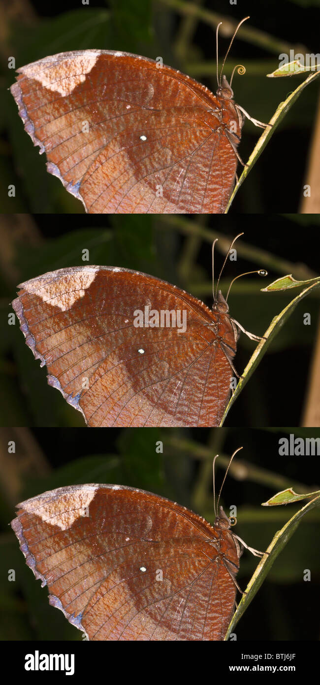 Butterfly tongue hi-res stock photography and images - Alamy