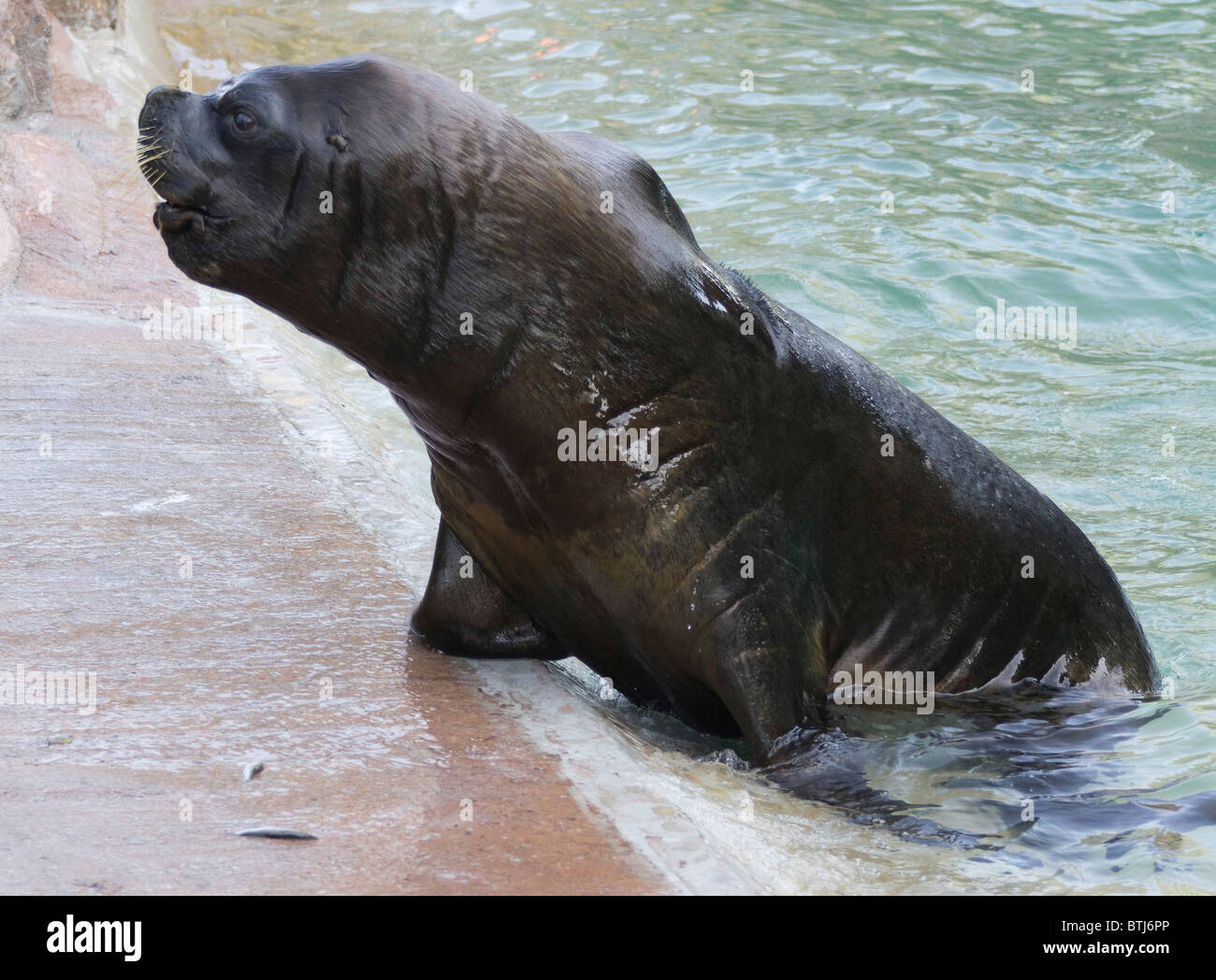 Bull sea lion hi-res stock photography and images - Alamy
