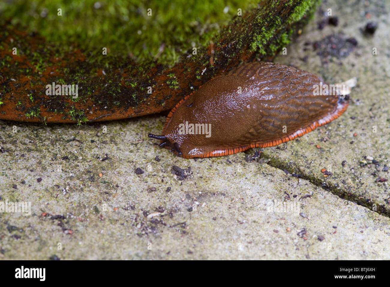 Red Slug (Arion rufus) Crawling around a plant pot Stock Photo - Alamy