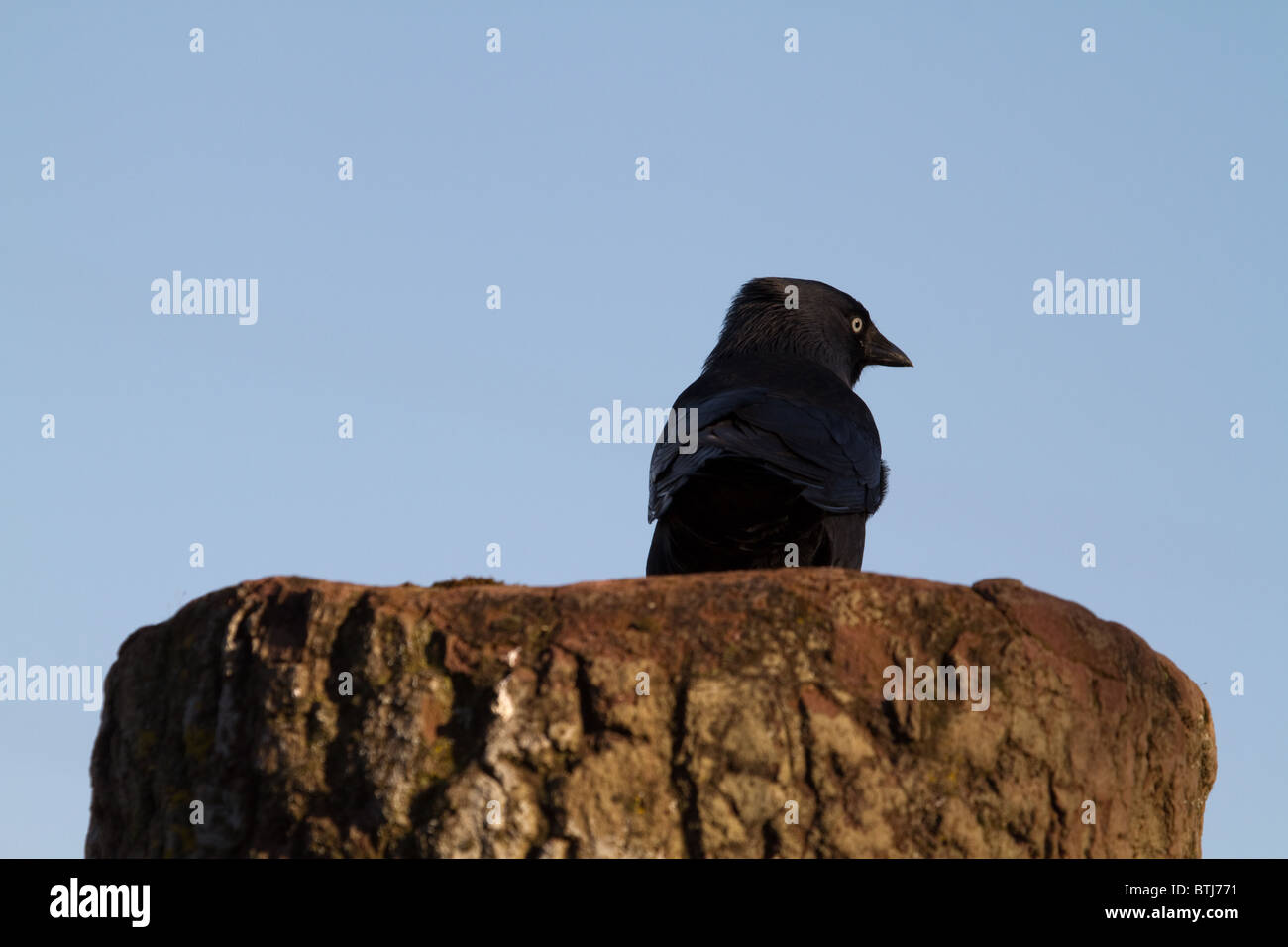 Crow perched on a tree stump close up Stock Photo - Alamy