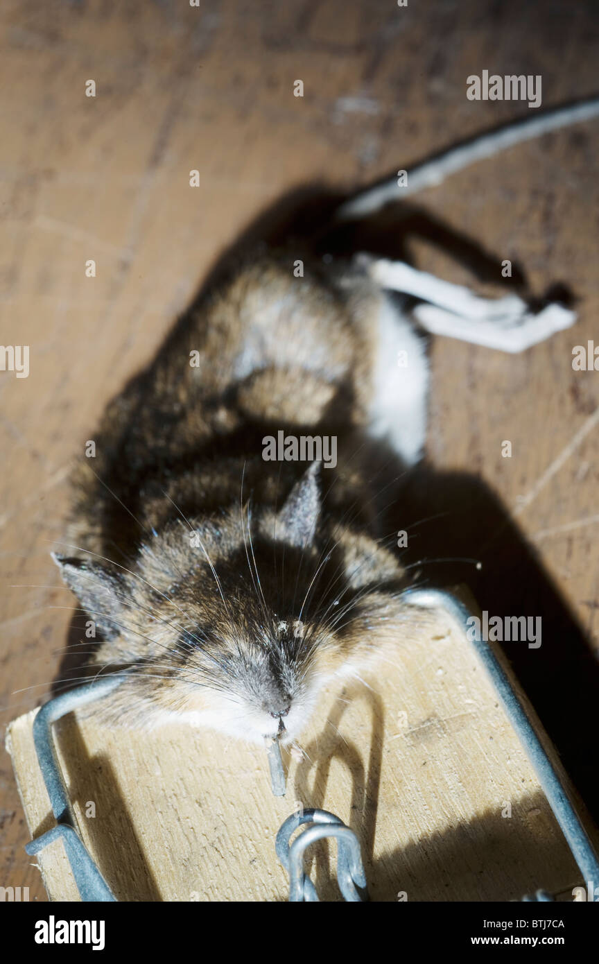 Mouse in a trap Stock Photo - Alamy