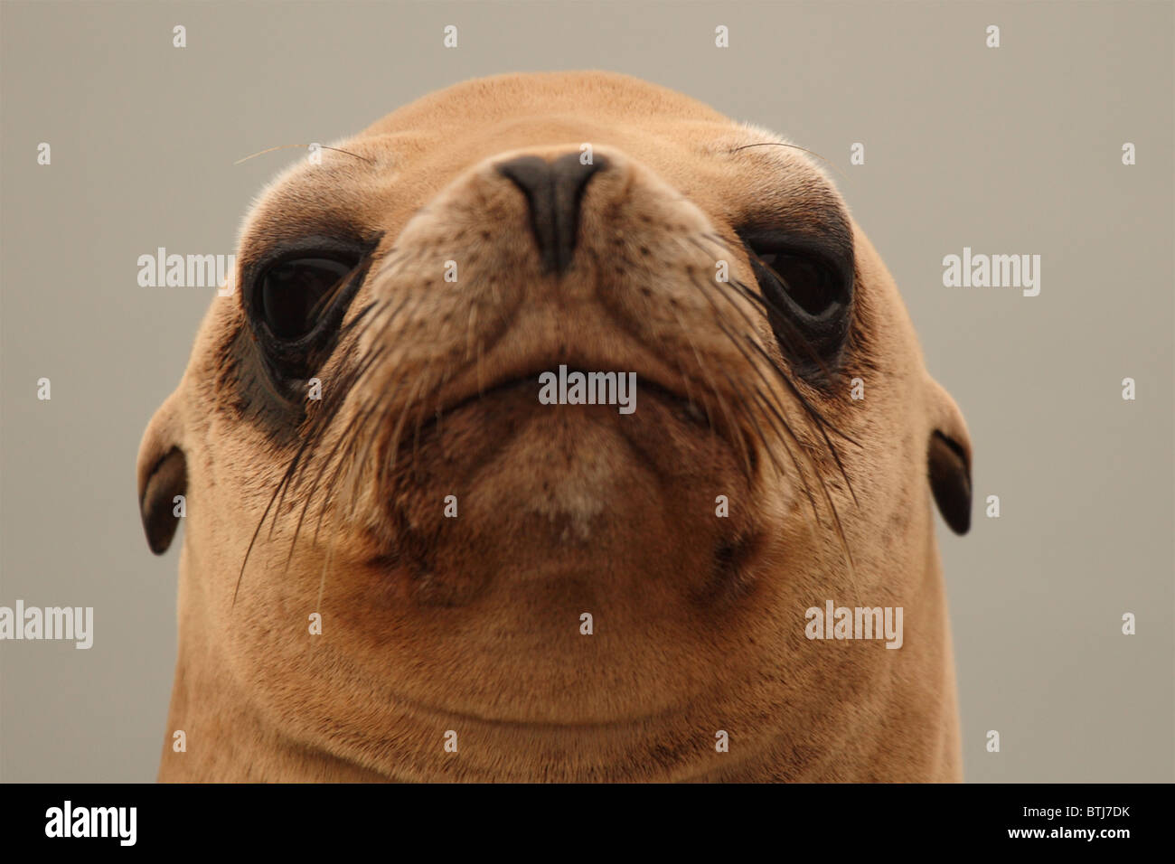 A portrait of a California Sea Lion Stock Photo - Alamy