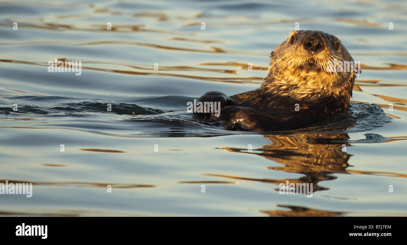 Otter swimming on back hi-res stock photography and images - Alamy