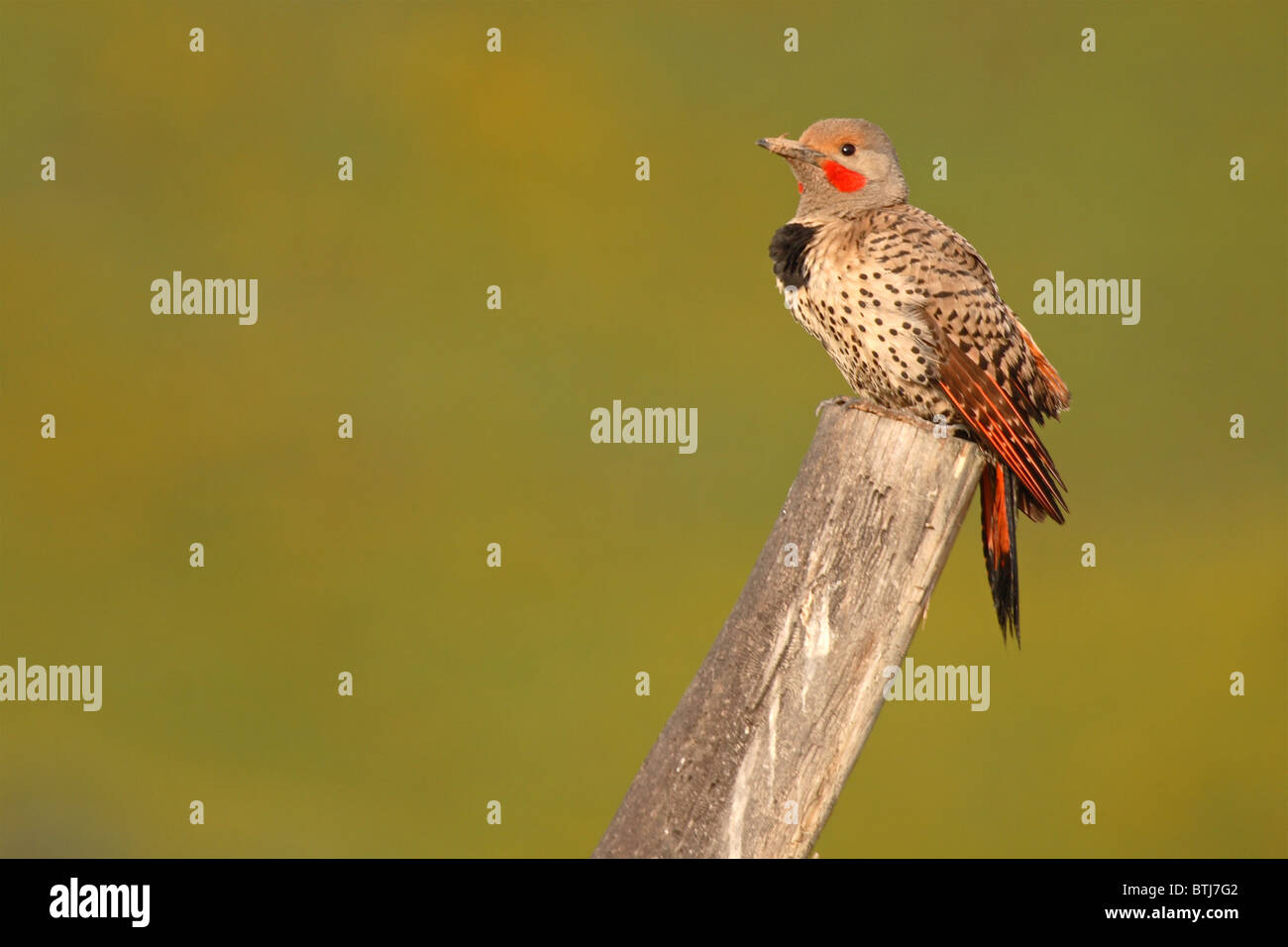 A Northern Flicker perched in Colorado Stock Photo - Alamy