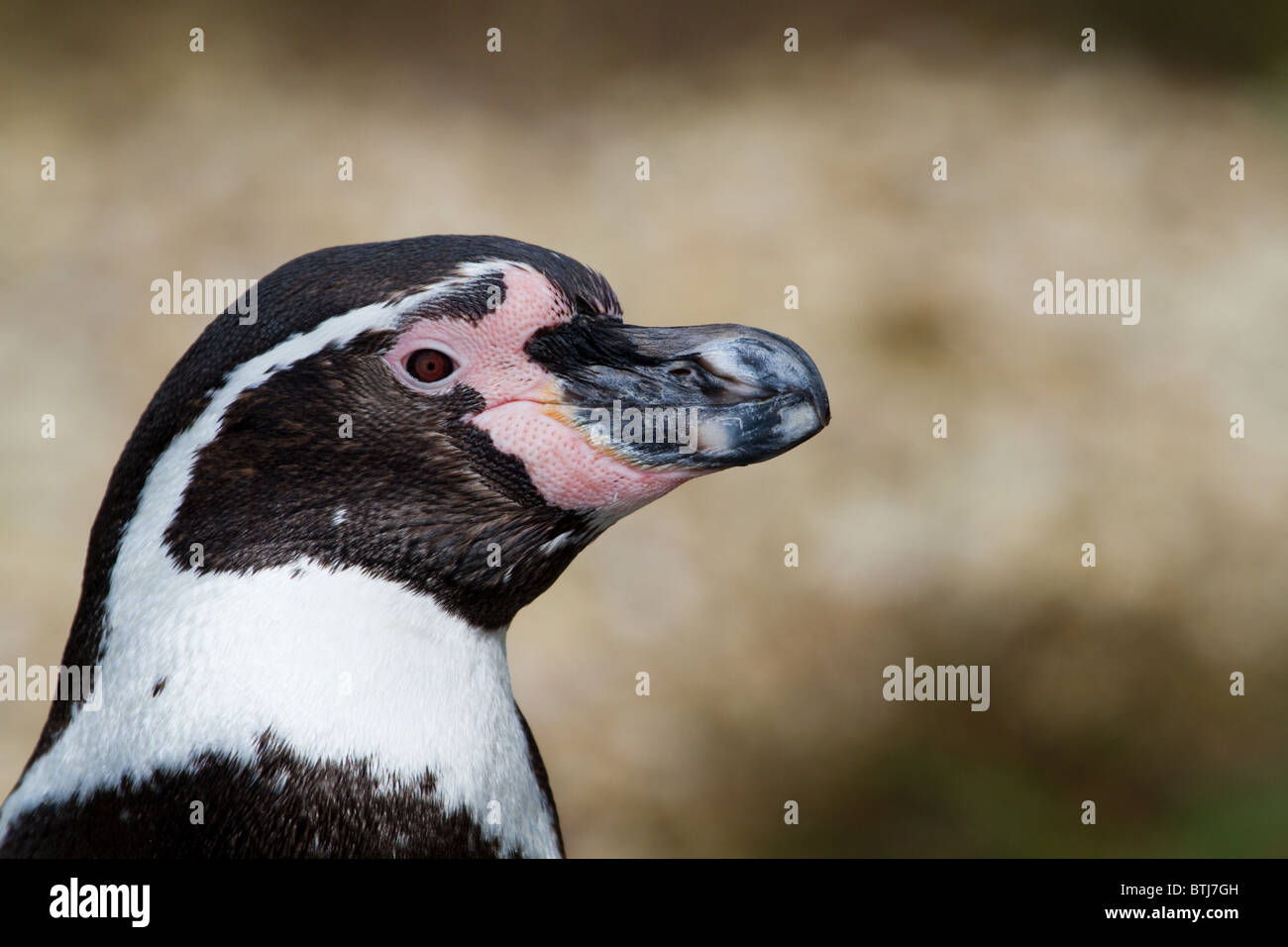 Penguin Portrait very close up ( Animal head Stock Photo - Alamy