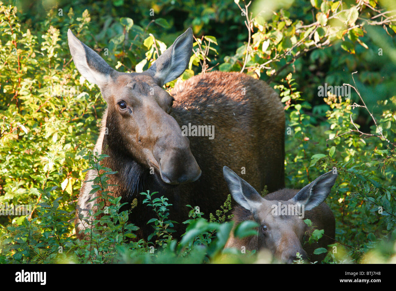 Moose on side of road hi-res stock photography and images - Alamy