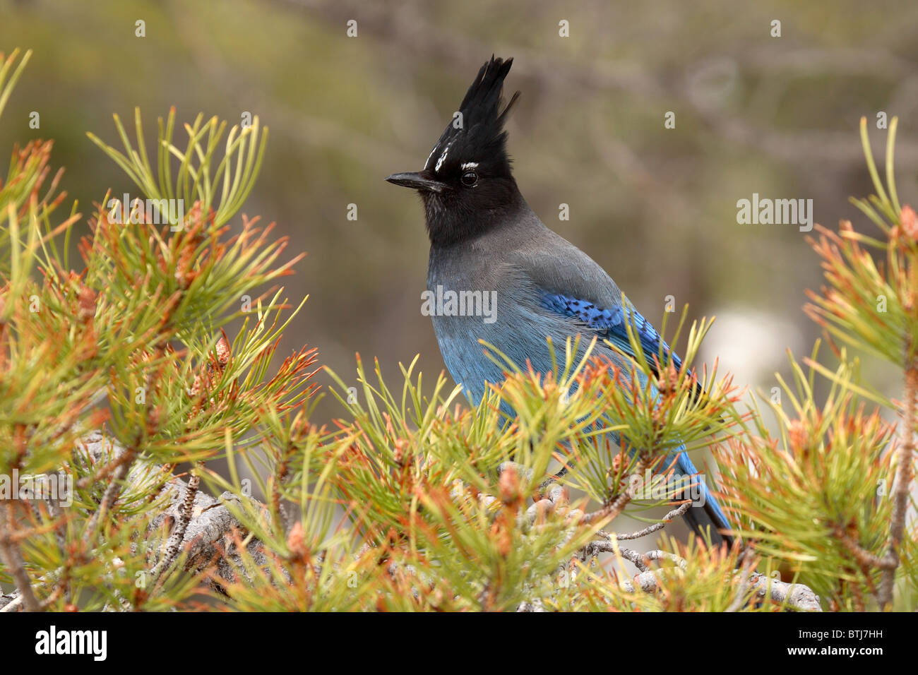 Stellars jay in a pine tree hi-res stock photography and images - Alamy