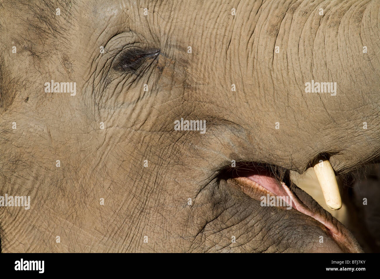 Asian elephant skin hi-res stock photography and images - Alamy