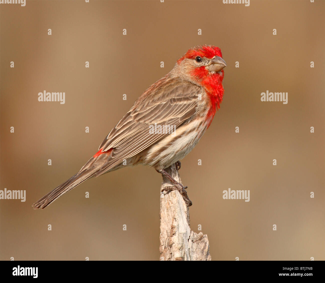 Male house finch hi-res stock photography and images - Alamy