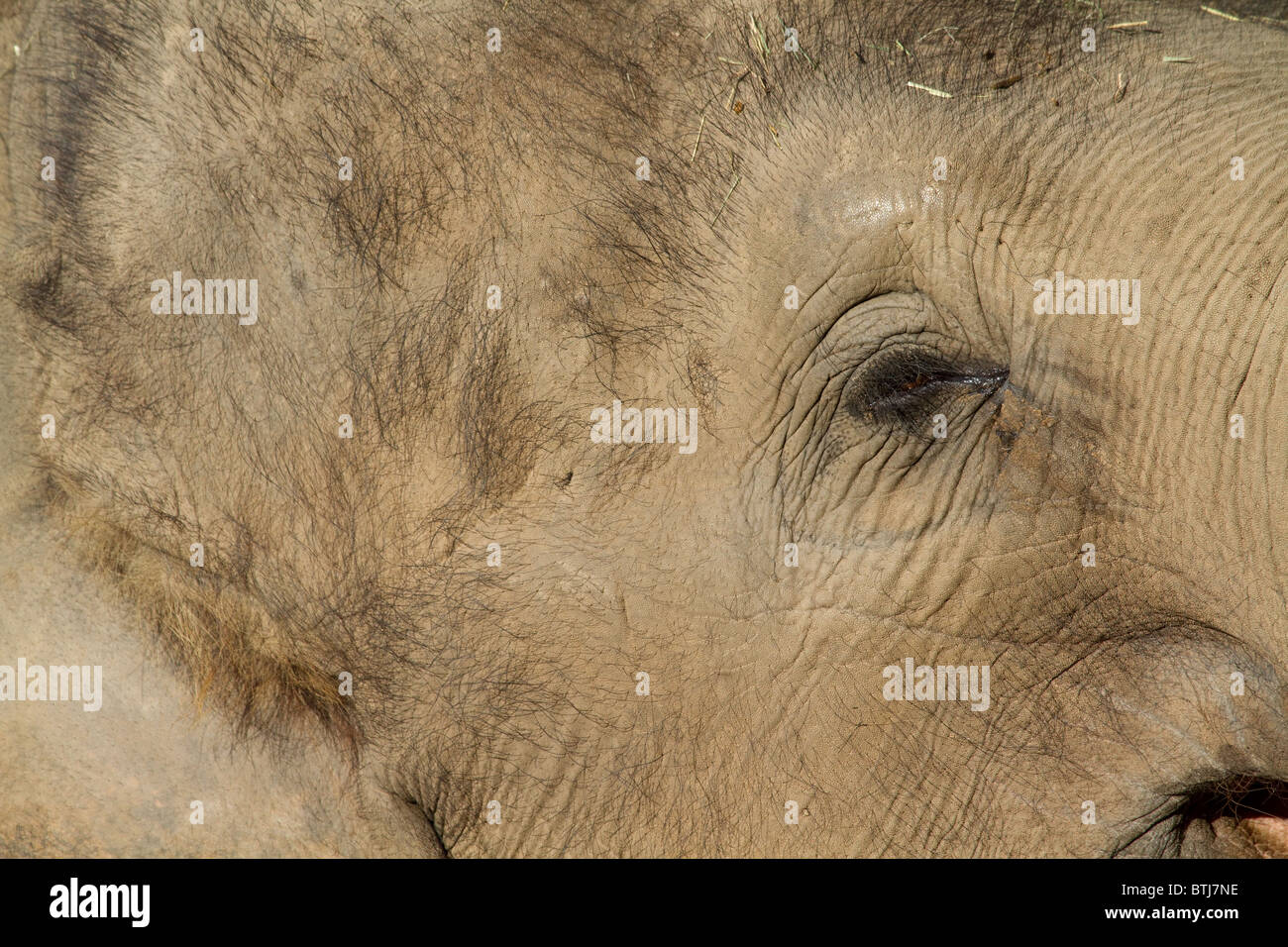 Elephant eye background and texture close up Stock Photo - Alamy