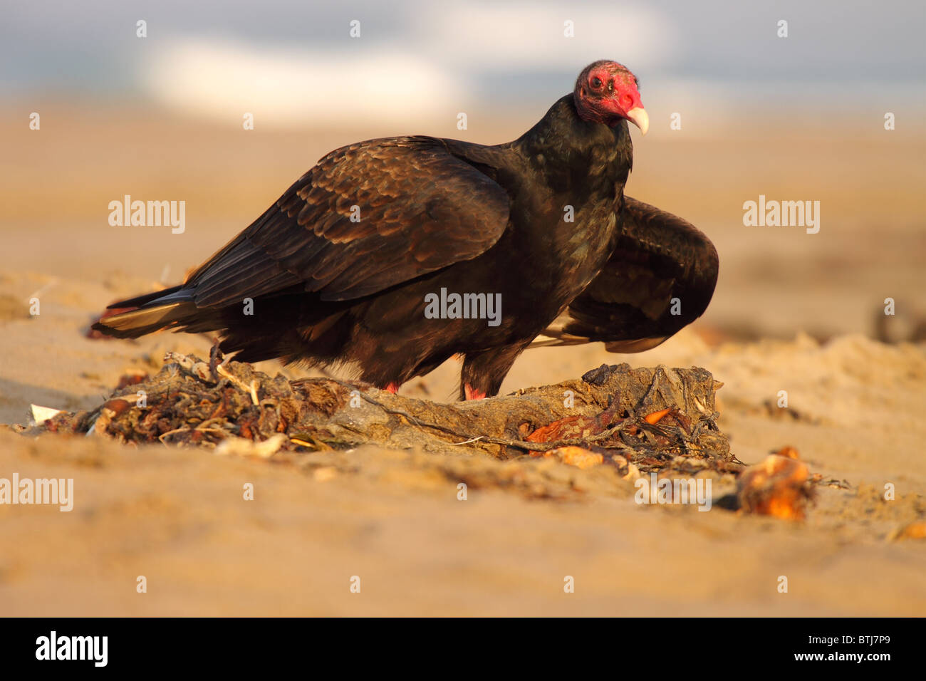 Turkey vulture eating hi-res stock photography and images - Alamy
