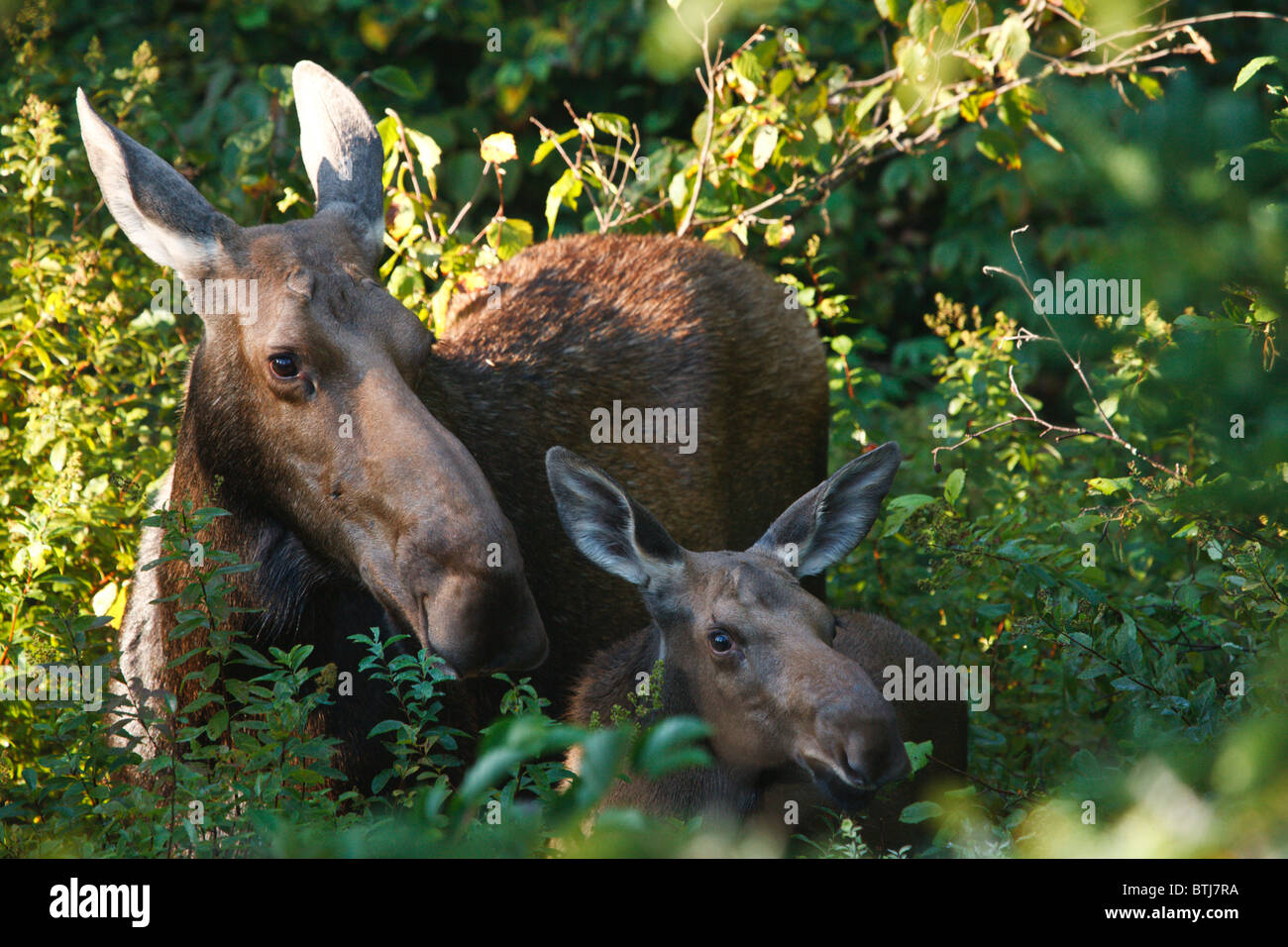 Moose and calf on the side of country road in New Hampshire USA Stock ...