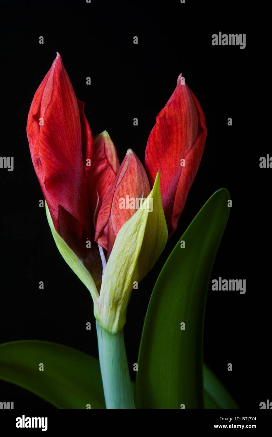 AMARYLLIS flowers in bud form (Amaryllis Belladona Stock Photo - Alamy