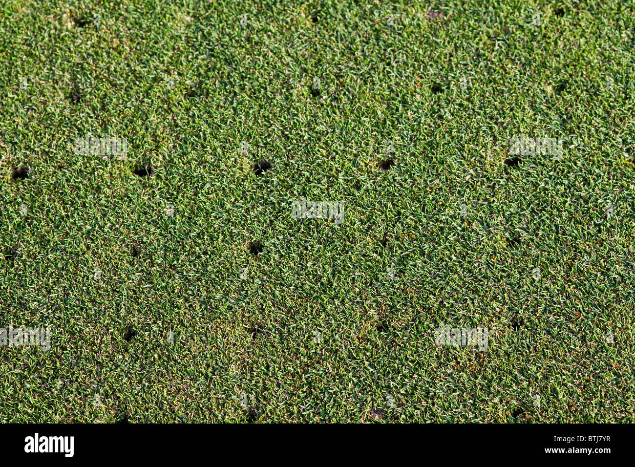 Golf Pitch Grass High Resolution Stock Photography and Images - Alamy