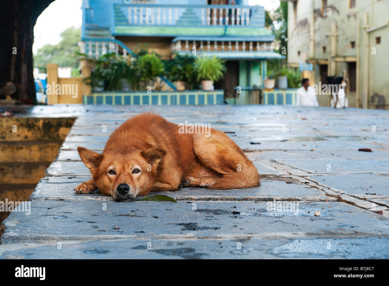 India street dogs hi-res stock photography and images - Alamy