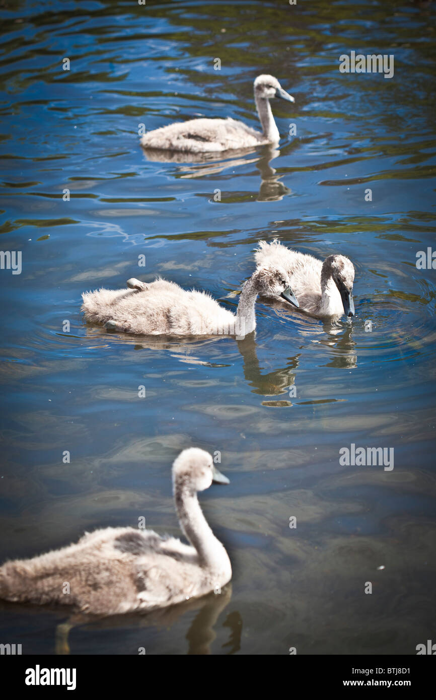 Four swan hi-res stock photography and images - Alamy