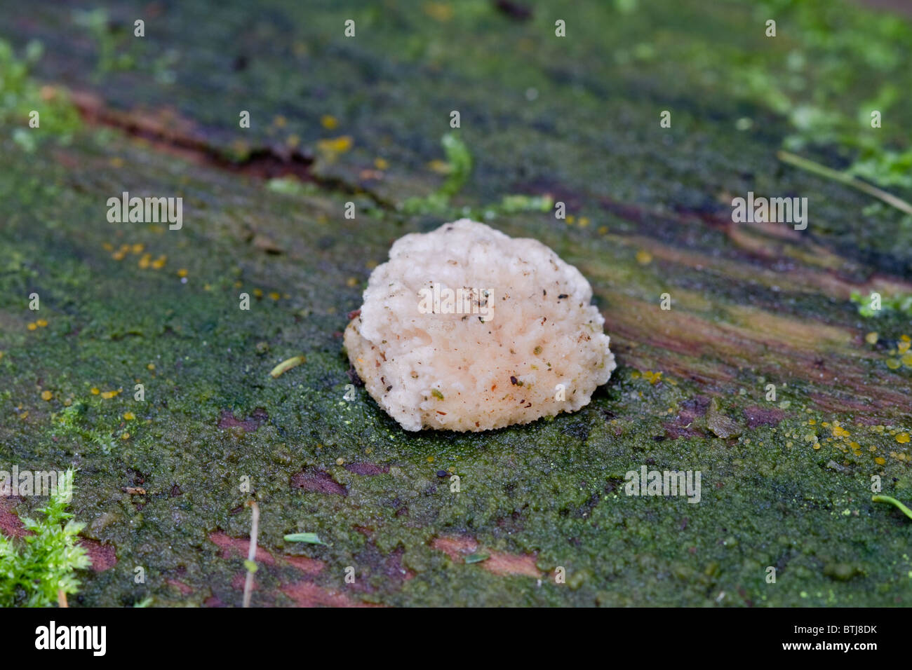 Fungus close-up growing outdoors uncultivated in autumn Stock Photo - Alamy