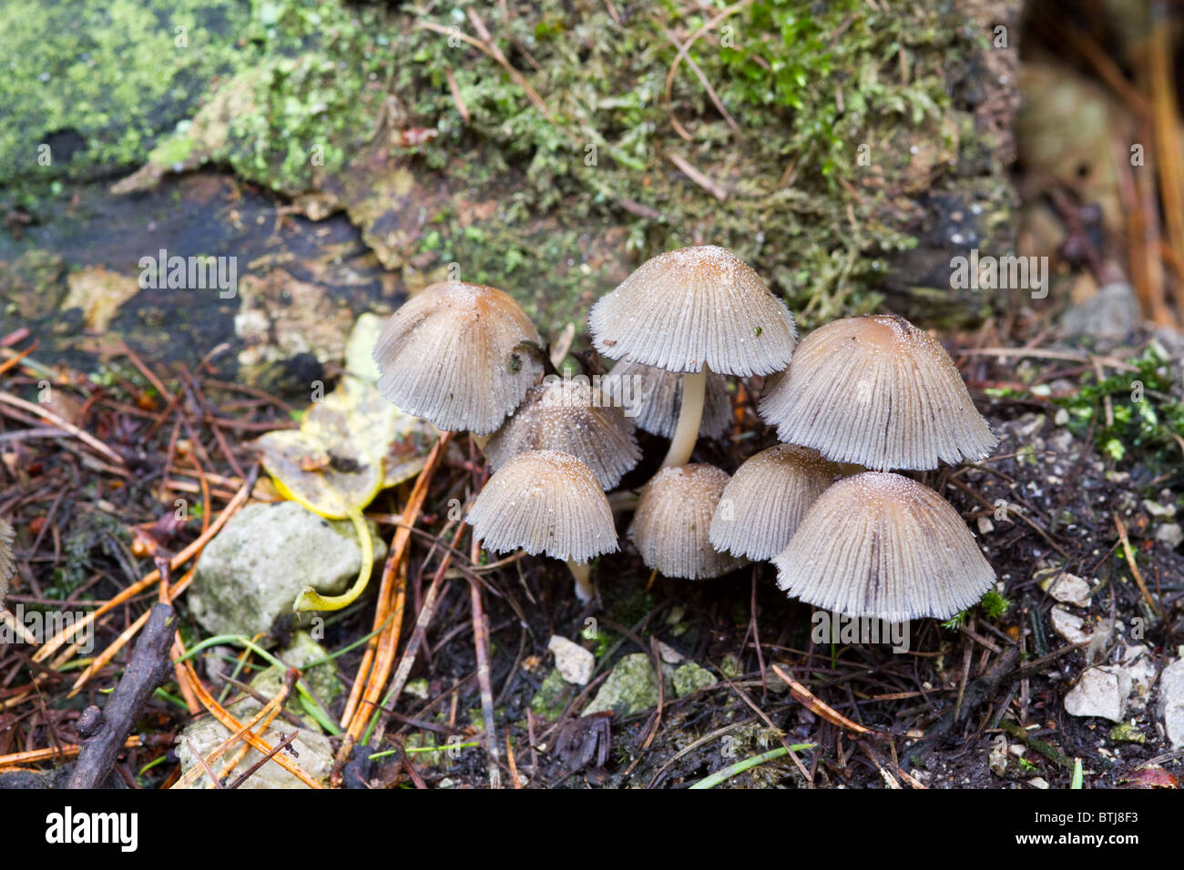 Fungus close-up growing outdoors uncultivated in autumn Stock Photo - Alamy