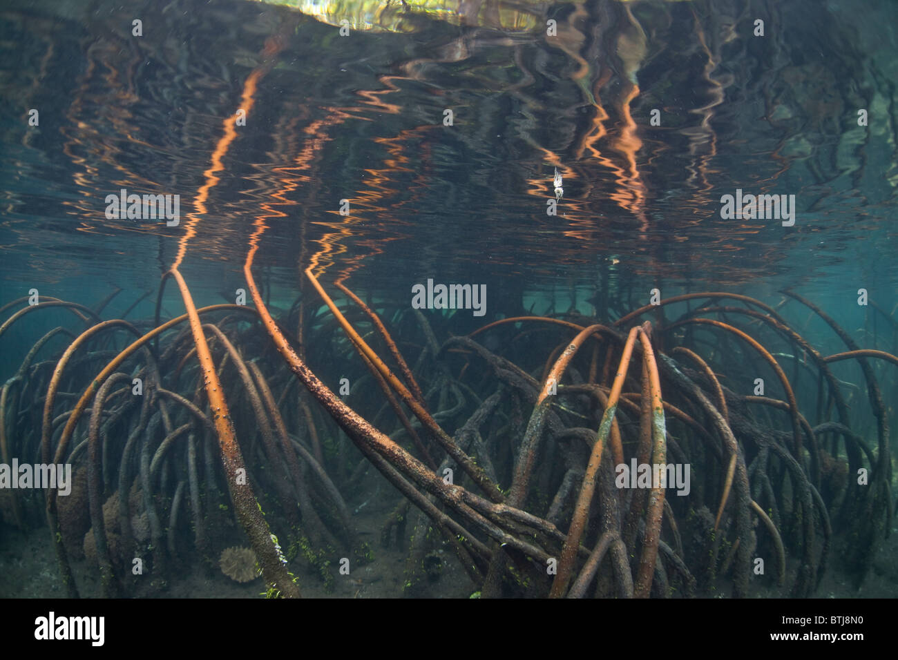 Prop Roots High Resolution Stock Photography and Images - Alamy